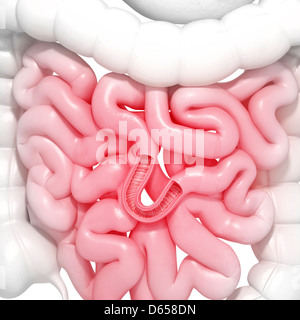 Healthy small intestines, artwork Stock Photo - Alamy