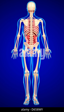 Adult Male Full Posterior View Stock Photo - Alamy