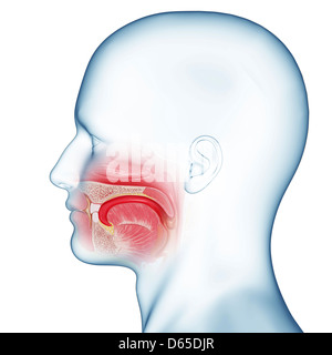 Tongue anatomy. Illustration of a human mouth and the anatomy of the ...