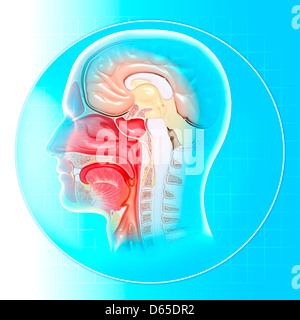 medicine, anatomy, human, man, side-face, cross-section, medical Stock ...