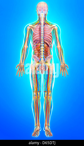 Adult Male Full Posterior View Stock Photo - Alamy