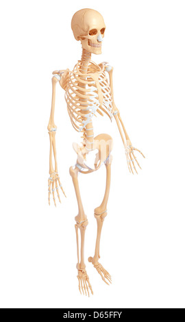 Illustration of human skeleton side view Stock Photo - Alamy