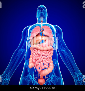 Male pelvic anatomy, illustration Stock Photo - Alamy