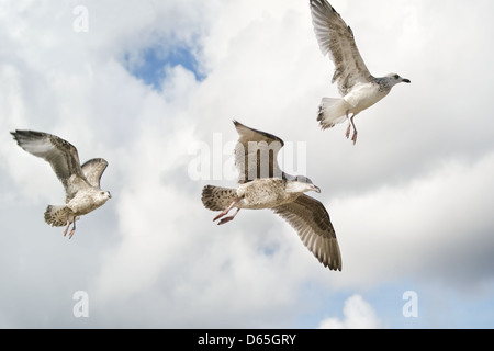 Seagulls are flying in the sky background Stock Photo - Alamy