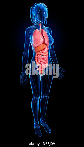 Illustration of female stomach and intestines Stock Photo - Alamy