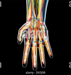 Human hand with nervous system, lymphatic system and circulatory system ...