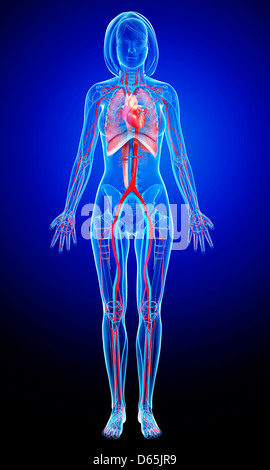 Female thorax anatomy, illustration Stock Photo - Alamy