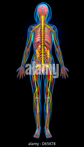 Female, Full Posterior View Stock Photo - Alamy