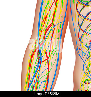 The lymph supply of the elbow Stock Photo - Alamy