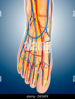 Human foot with nervous system, lymphatic system and circulatory system ...