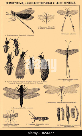 An illustration of an insect from the *Brockhaus & Efron Encyclopedic ...