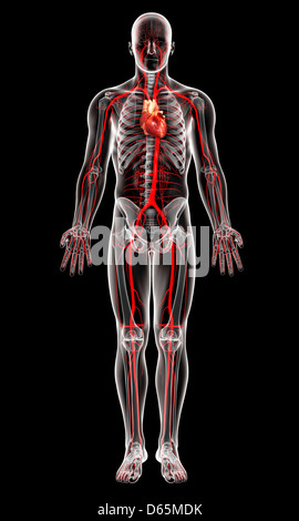 Arteries of the human body Stock Photo - Alamy