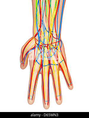 Human hand with nervous system, lymphatic system and circulatory Stock ...