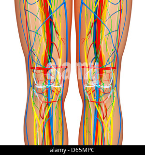Illustration of human knee nervous system Stock Photo - Alamy