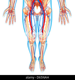 Lower body anatomy, artwork Stock Photo - Alamy