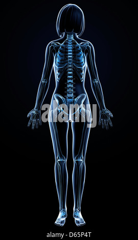 Human skeleton, full rear view, from an early 20th century anatomy ...