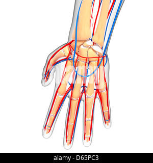 Human hand with nervous system, lymphatic system and circulatory system ...