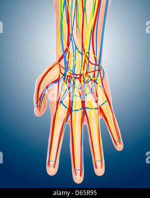 The lymph supply of the hand Stock Photo - Alamy