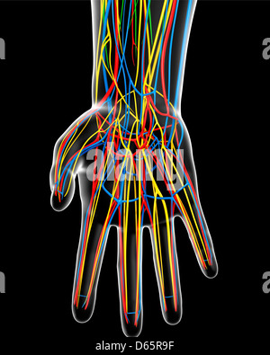 The lymph supply of the hand Stock Photo - Alamy