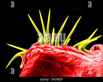 Bloodworm Non-biting Midge Larva, Chironomus Stock Photo - Alamy