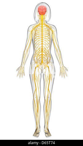 Female nervous system Stock Photo - Alamy