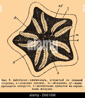 An image from the Brockhaus-Efron Encyclopedia depicting Chaetognatha ...