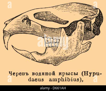 This illustration from a physiology dictionary depicts the anatomy of ...