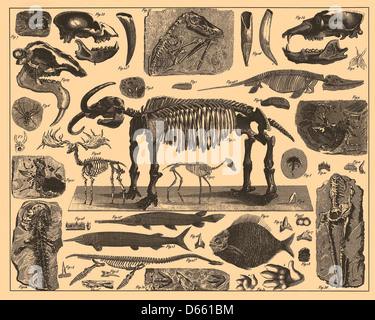 This illustration from 'Studies in Fossil Botany' showcases the ...