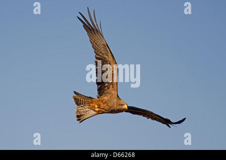 Whistling kite flying against the blue sky Stock Photo - Alamy
