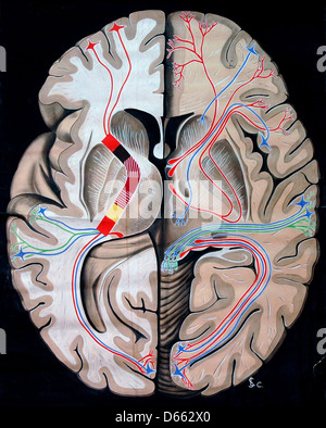 Anatomical study of the central nervous system, outlining the ...