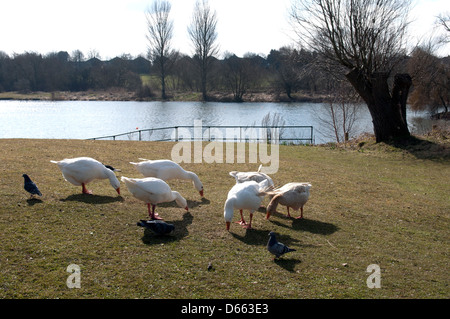 Babbs Mill Lake, Kingshurst, West Midlands, England, UK Stock Photo - Alamy