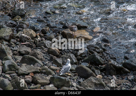 seagull with fish freshly prey Stock Photo - Alamy