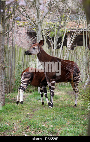 The okapi (Okapia johnstoni) is a giraffid artiodactyl mammal native to ...
