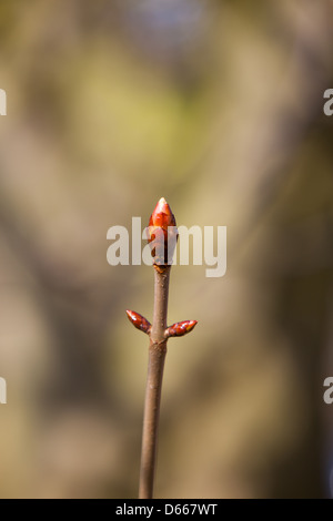 Spring sticky buds on a Horse Chestnut tree Stock Photo - Alamy