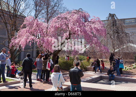 Weeping Higan Cherry tree in full bloom (Prunus subhirtella) "Pendula ...