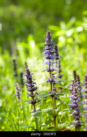 A stem of Bugle Ajuga reptans with green leaves and a terminal spike of ...