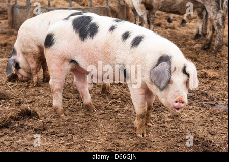 Gloucester Old Spot Pig Stock Photo - Alamy