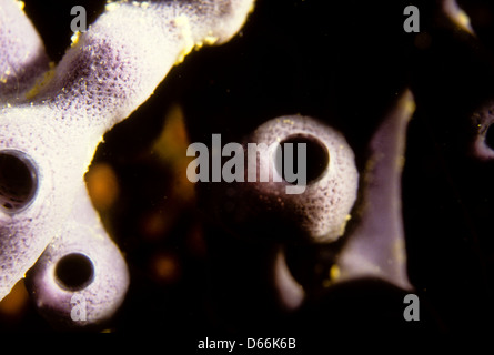 Siphon Sponge,Siphonochalina siphonella,Sipadan Nov 1990 Underwater ...