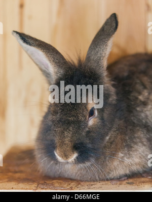 Close-up of rabbit on grass field Stock Photo - Alamy