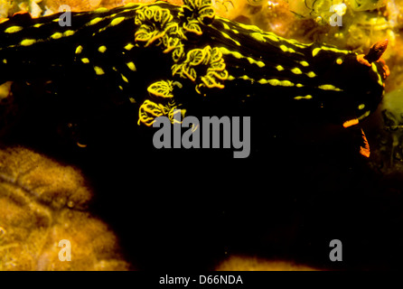 Nudibranch,Nembrotha cristata,Sipadan Nov 1990 Underwater Slide ...