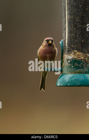 Lesser Redpoll (Carduelis Cabaret) Bedfordshire UK on Bird Feeder Stock ...