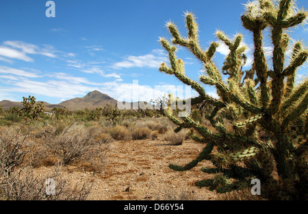 Joshua Trees in Dolan Springs, Arizona, USA Stock Photo - Alamy
