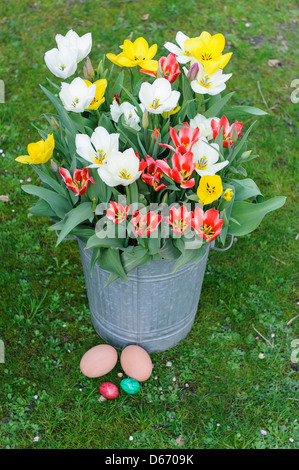 colorful tulips in a bucket Stock Photo - Alamy