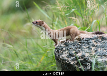 Ermine (Mustela erminea), stoats, weasel, marten, predators, mammals ...