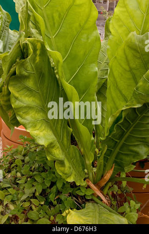 Potted plant with wide leaves and background of stringy red plant Stock ...