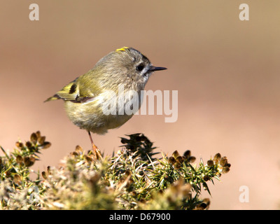 Goldcrest (Regulus regulus) female perched on Pine (Pinus sp) cone ...