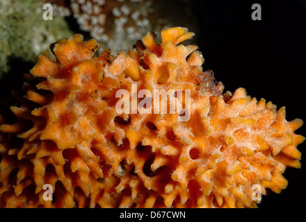 Marine sponge Acanthella klethra, Axinellidae, Demospongiae, Watamu ...