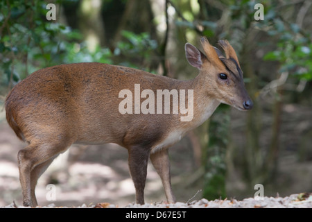 muntiacus muntjak - Muntjac deer standing in grassland Stock Photo - Alamy