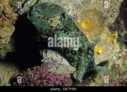 Spotted sea hare (Aplysia dactylomela) in hand, purple coloured ink ...