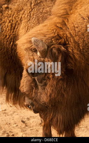 European bison. Bison bonasus Stock Photo - Alamy